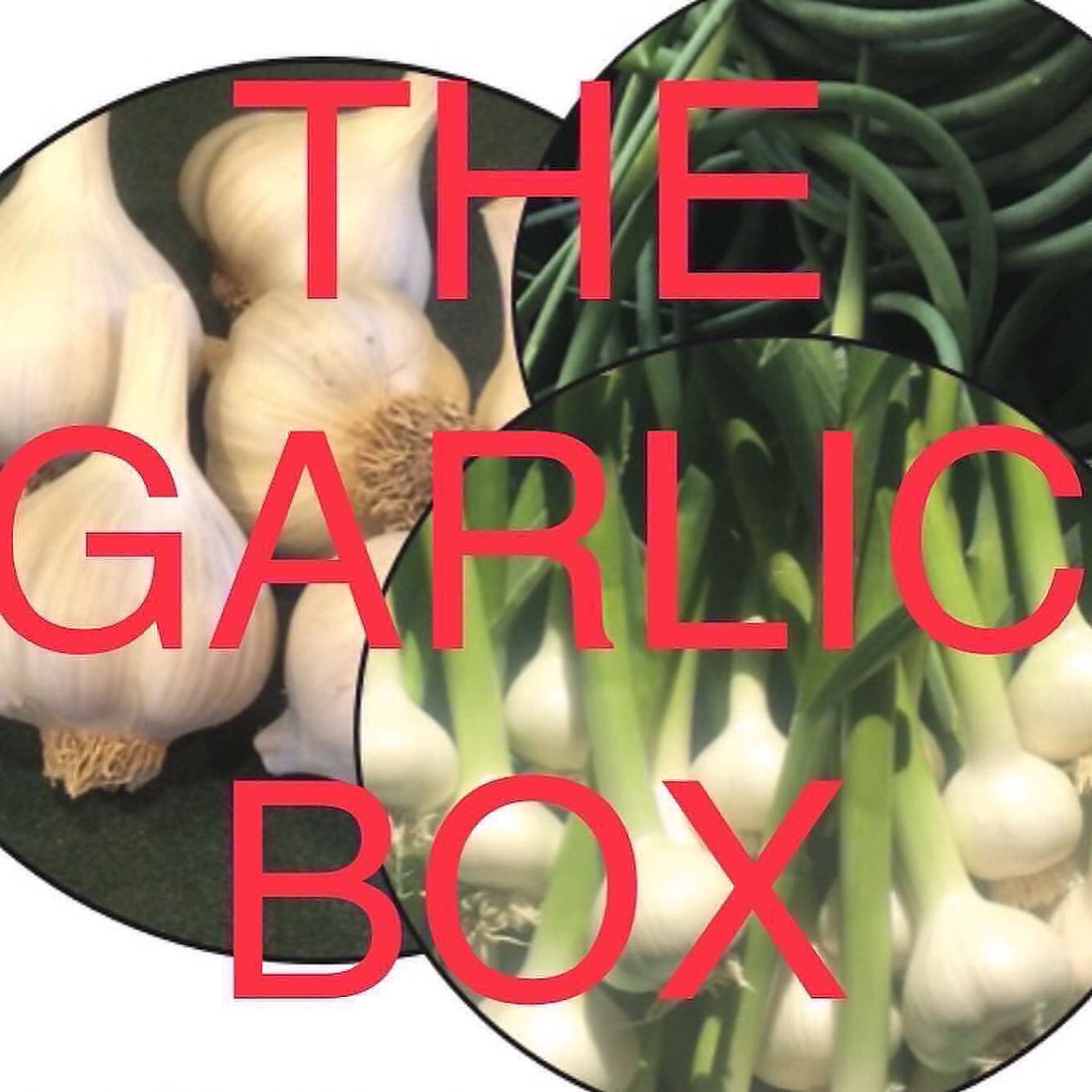 The Garlic Box - Mini (exceptionally Delicious) - Etsy