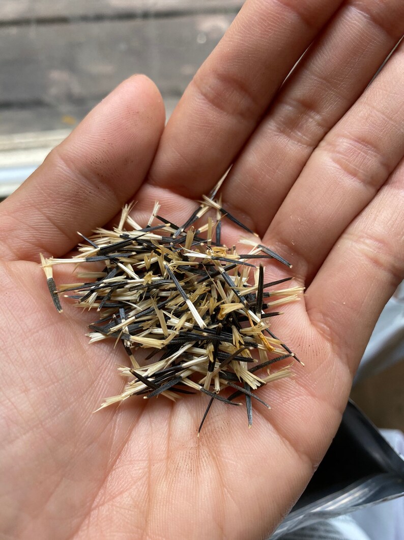 Cracker Jack Marigold Mix Seeds - Etsy