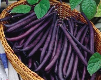 Purple Queen Bush Bean Seeds, Heirloom, NON GMO, Country Creek Acres - Etsy