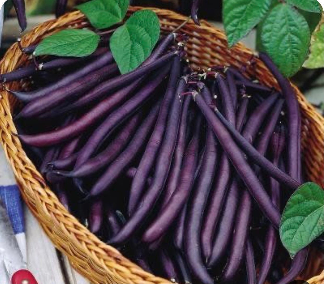 Purple Queen Bush Bean Seeds - Etsy