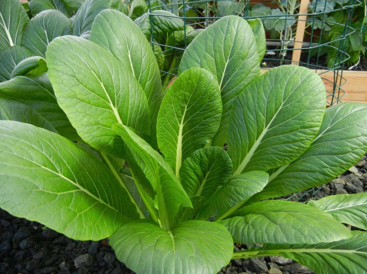 KOMATSUNA Mustard Spinach Seeds, Mustrad Japanese Vegetable Seeds, Asia ...