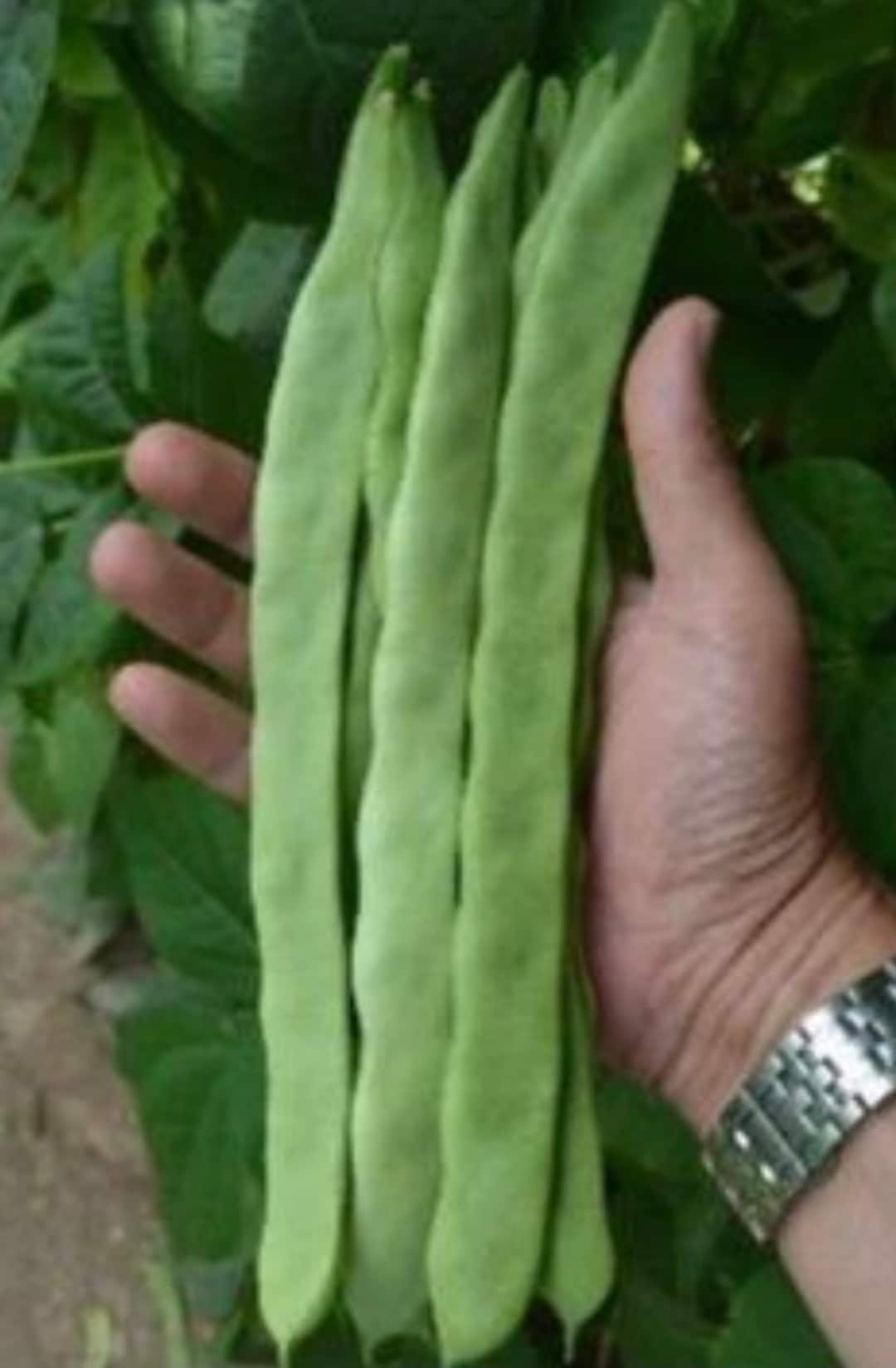 Qing Bian Pole Romano Type Bean Seeds - Etsy