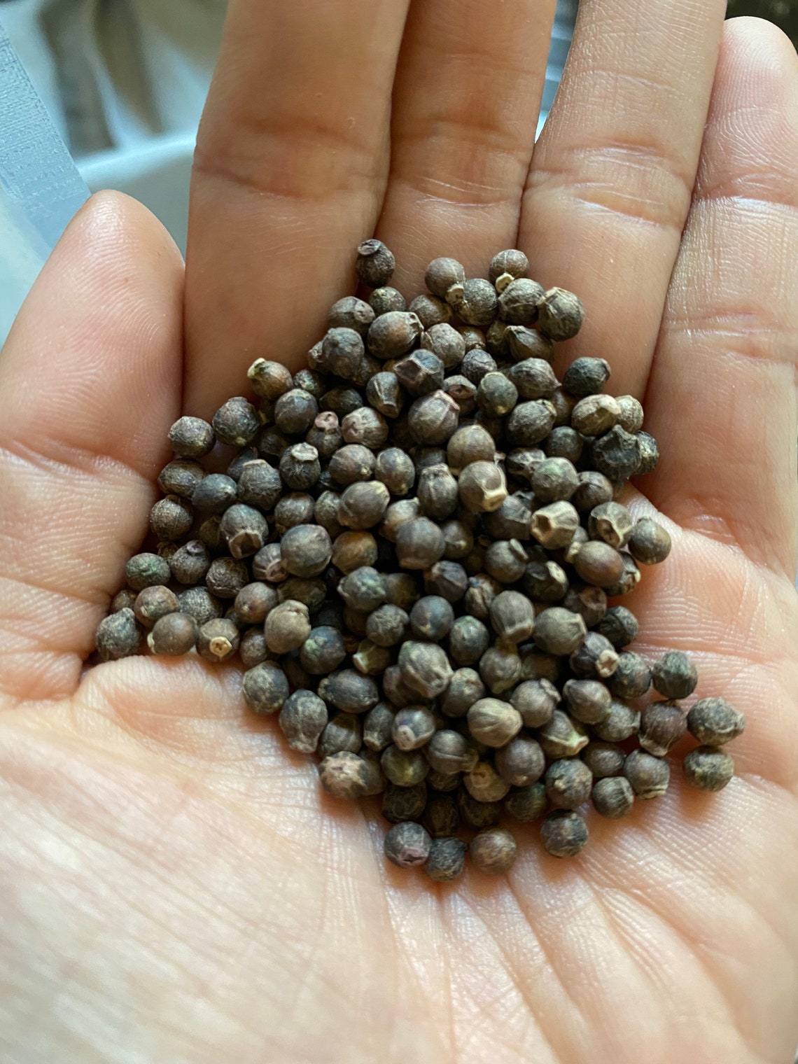 Green Malabar Spinach Seeds,asia Vegetable Seeds - Etsy