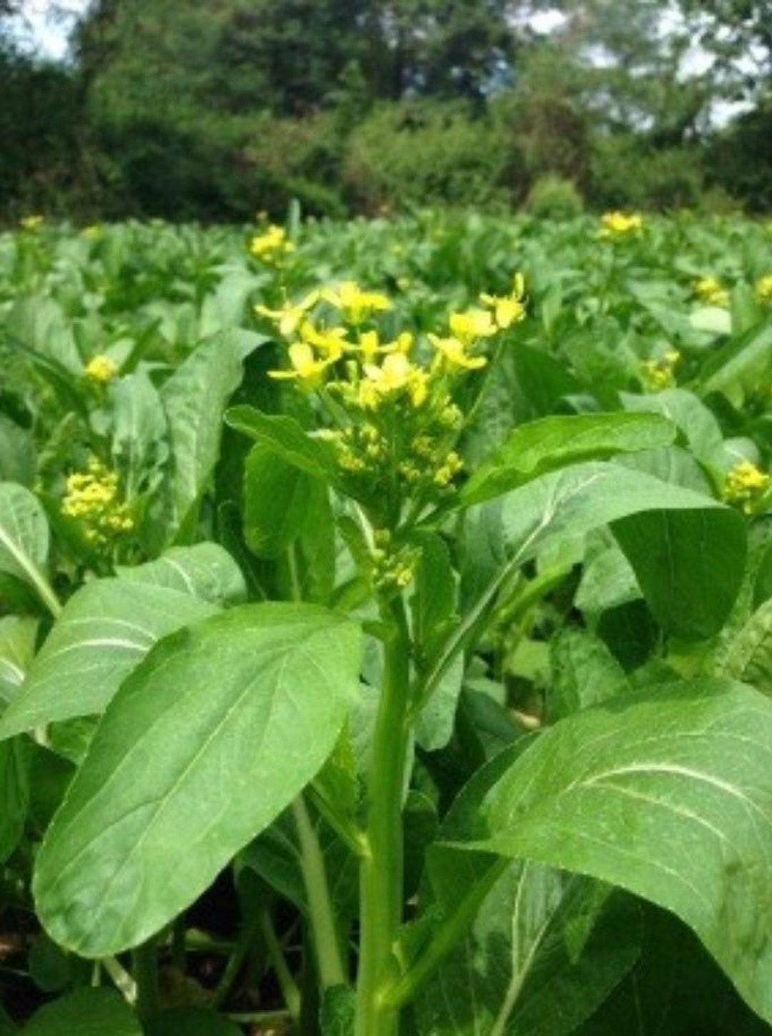 Flowering Pak Choi Seeds,chinese Pak Choi Seeds - Etsy