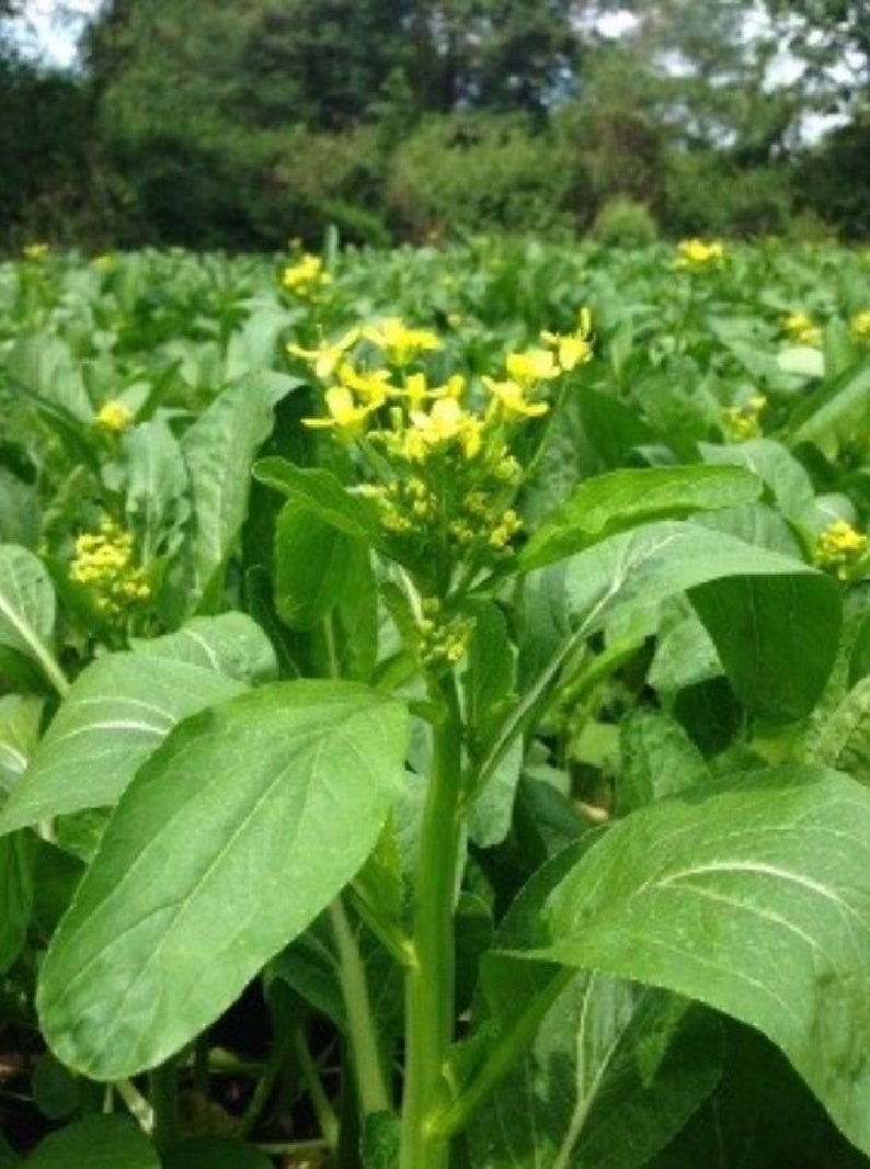 Flowering Pak Choi Seeds,chinese Pak Choi Seeds - Etsy