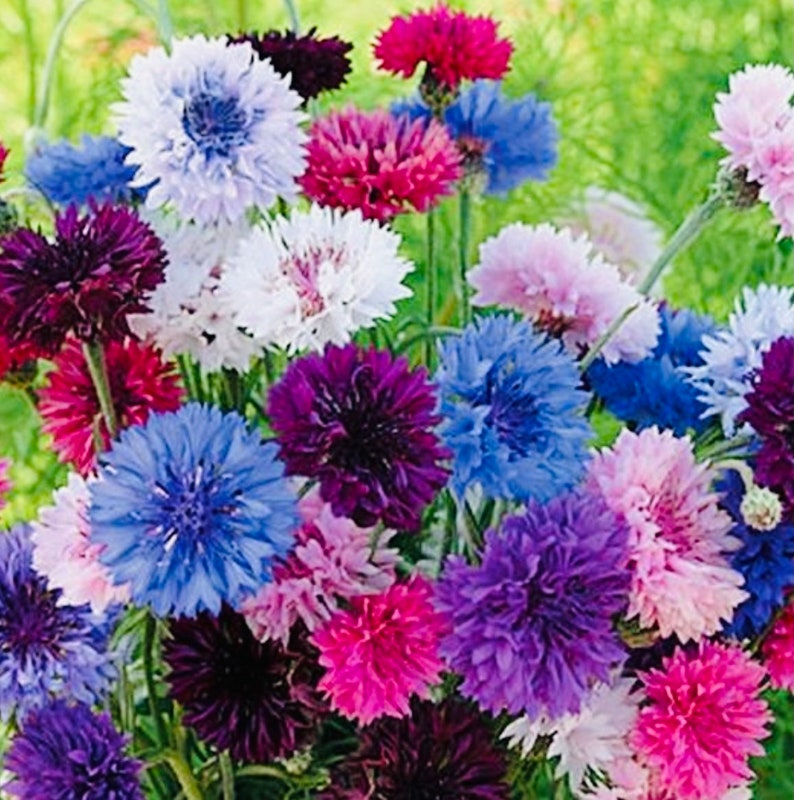 Cornflower Bachelors Button Mix Seeds 200 Seeds - Etsy
