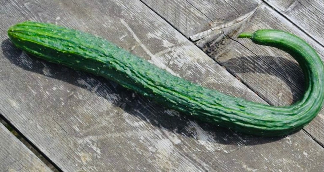 Snake Curved Chinese Cucumber Seeds - Etsy