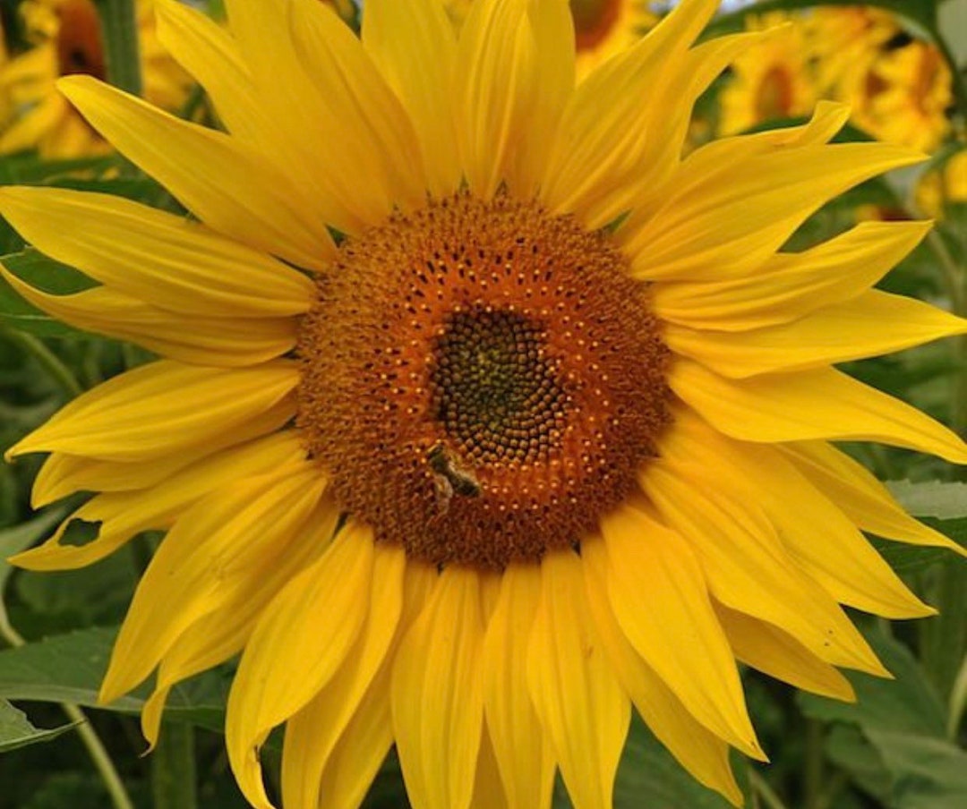 Apricot Daisy Sunflower Seeds (15 Seeds) - Etsy