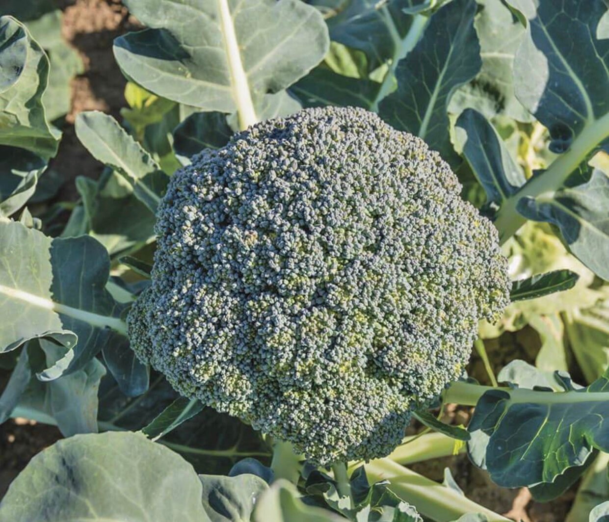 Waltham 29 Broccoli Seeds - Etsy