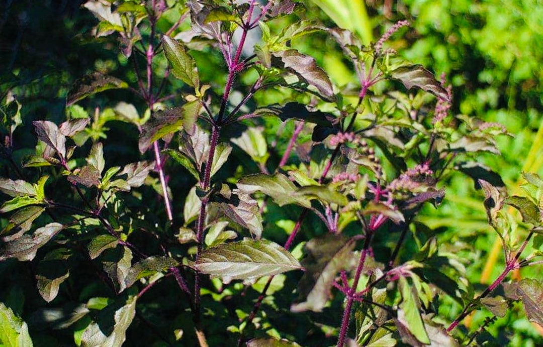 Red Holy Basil Seeds - Etsy