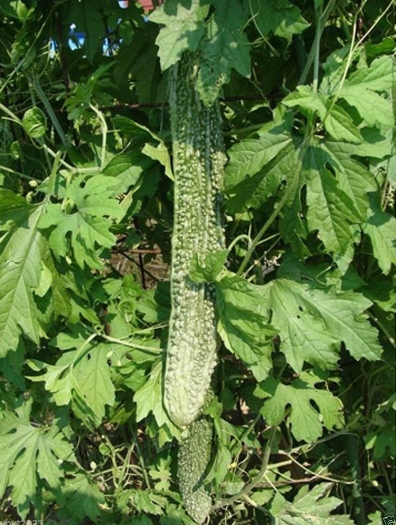 Long Bitter Gourd Seeds,japanese Long Gourd - Etsy