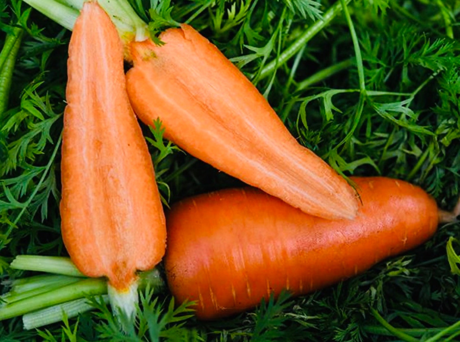 New Kuroda Carrot Seeds Japanese Carrot - Etsy