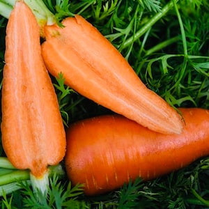 New Kuroda Carrot Seeds Japanese Carrot - Etsy