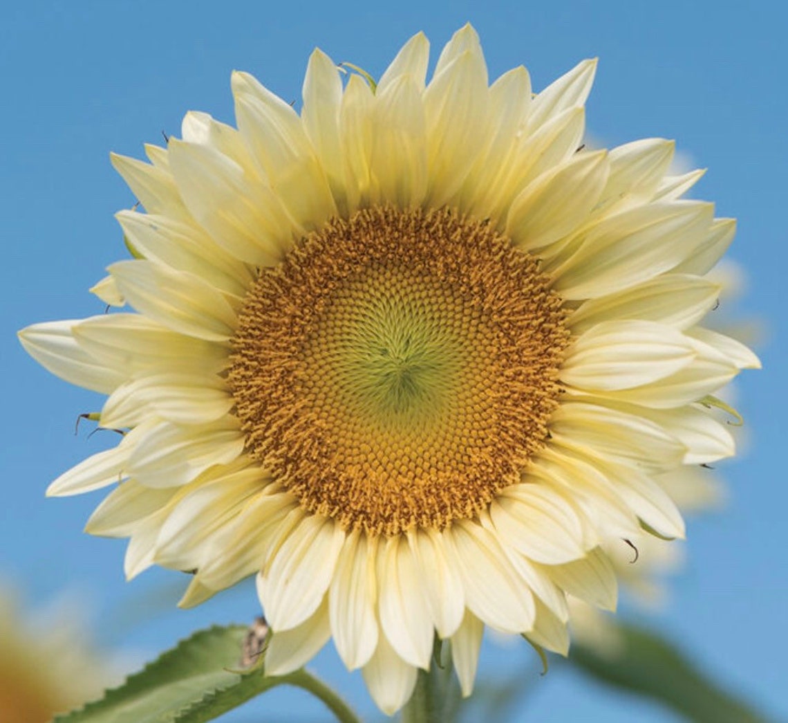 Procut® White Lite Sunflower Seeds (15 Seeds) - Etsy