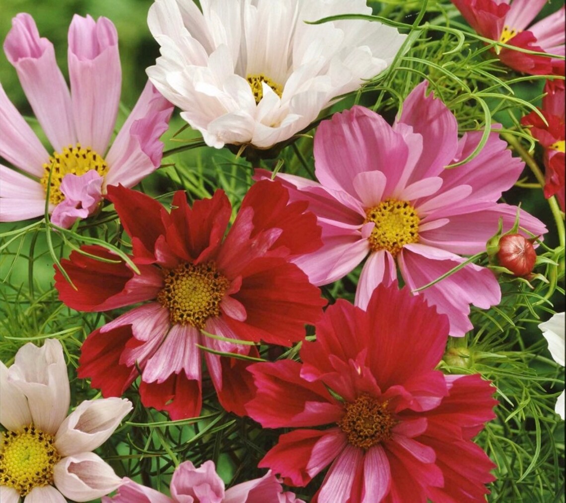 Sea Shells Cosmos Mix Seeds - Etsy