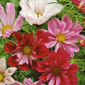 Sea Shells Cosmos Mix Seeds - Etsy