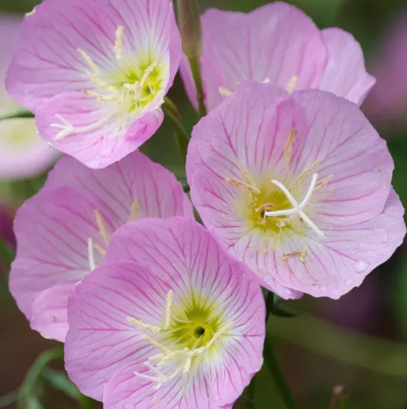 Showy Pink Evening Primrose Seed - Etsy