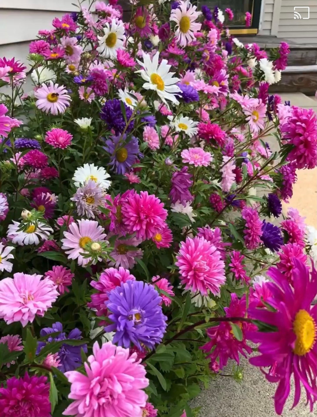 Crego Mix China Aster Flower Seed (50+ Seeds) - Etsy