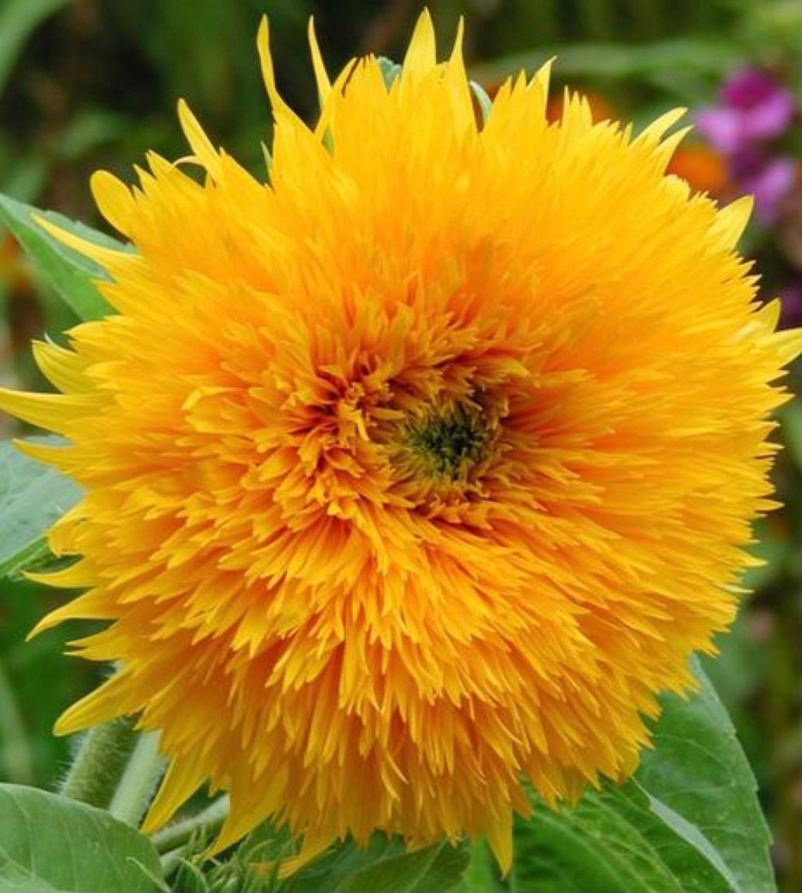 Double Quick Orange Sunflower Seed 15 Seeds - Etsy