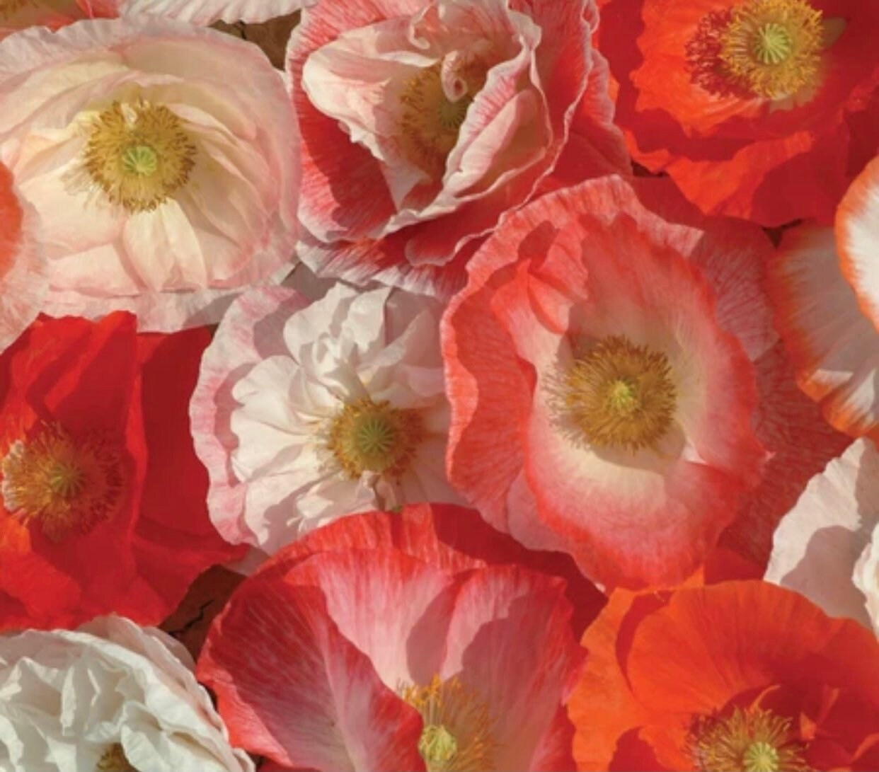 Falling in Love Poppy Seeds 50 Seeds - Etsy