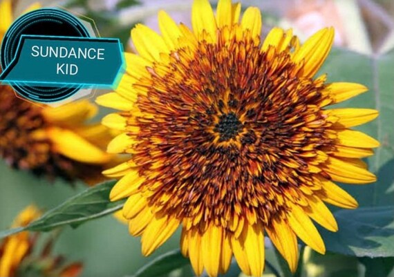 Sundance Kid Sunflower