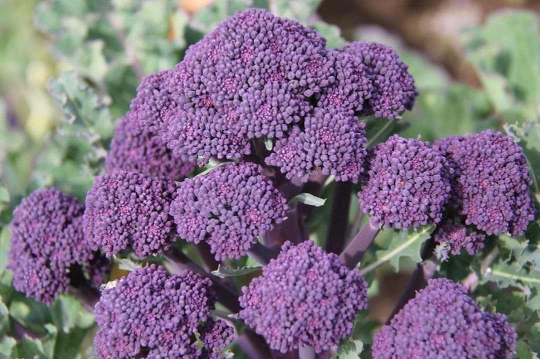 Early Purple Sprouting Broccoli Seeds - Etsy