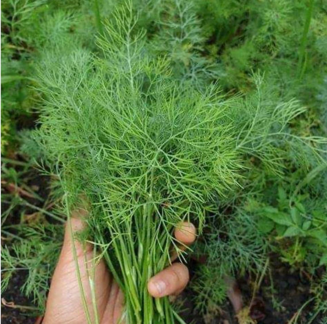 Thai Dill Vegetables Herb Seeds - Etsy