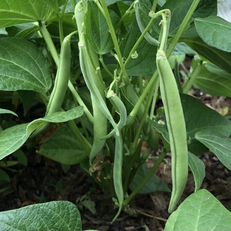 Tenderette Green Bush Bean Seeds - Etsy