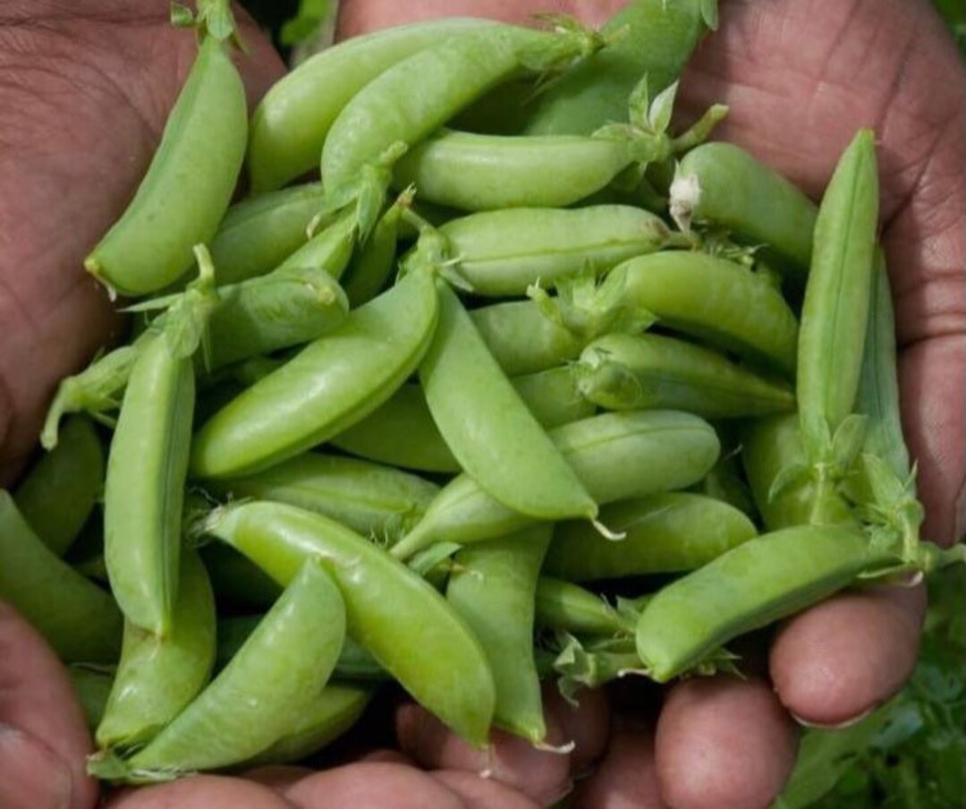 Sugar Ann Snap Pea Seeds - Etsy