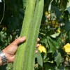 Cucuzzi Culinary Gourd Seeds,italian Snake Gourd - Etsy