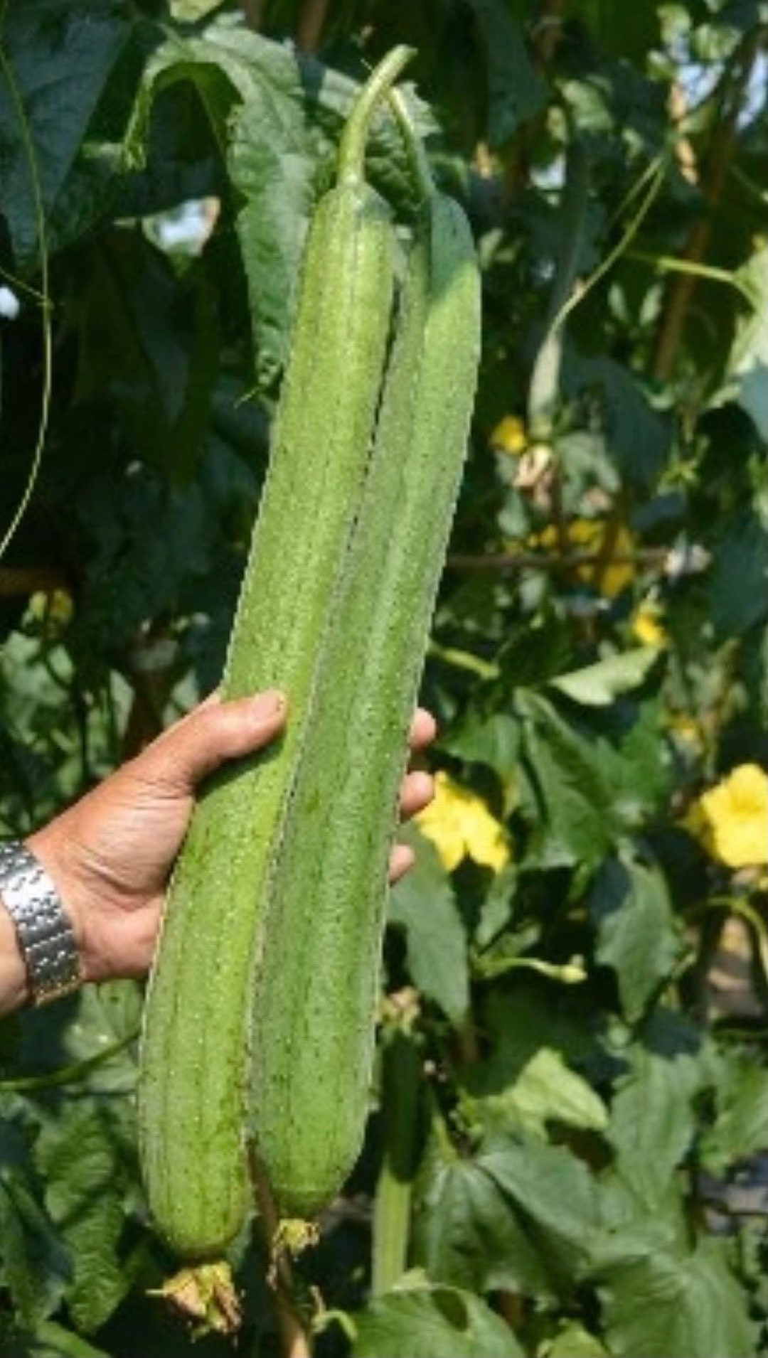 Emerald Hybrid Luffa Seeds (10 Seeds) - Etsy