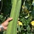 Cucuzzi Culinary Gourd Seeds,italian Snake Gourd - Etsy