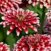 Ice Queen Zinnia Seed - Etsy