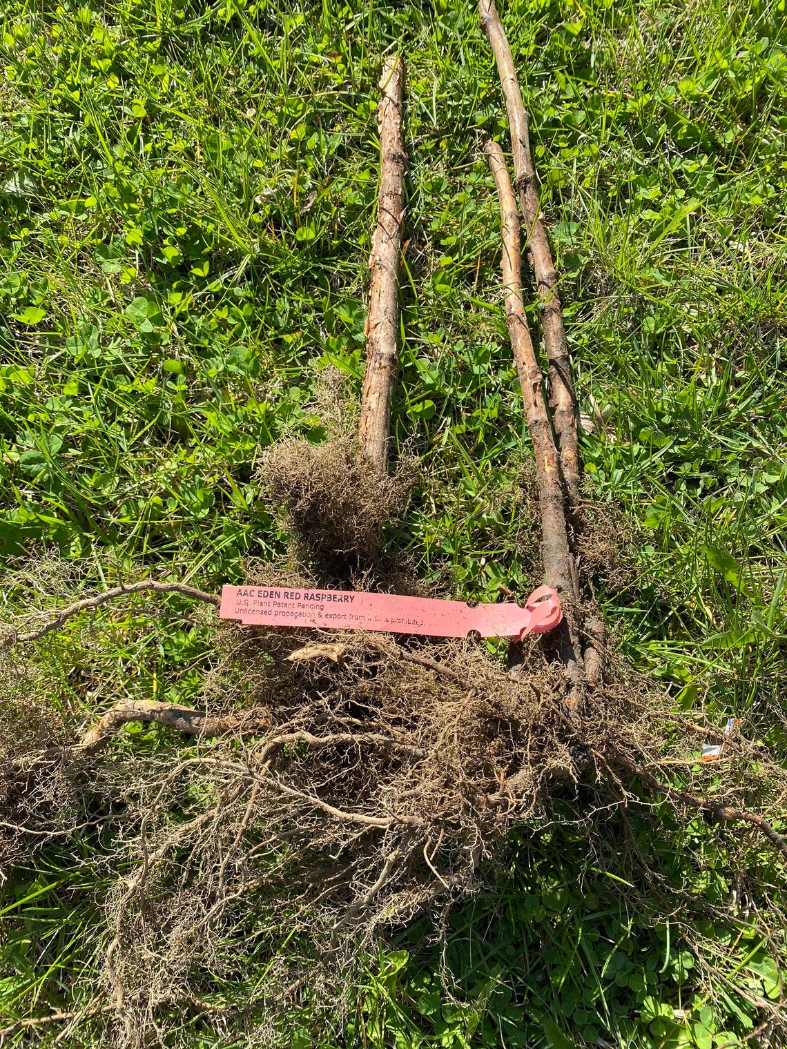 AAC Eden Summer Bearing Raspberry Bare Root 2 Bare Roots | Etsy