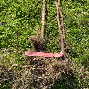 AAC Eden Summer Bearing Raspberry Bare Root 2 Bare Roots - Etsy