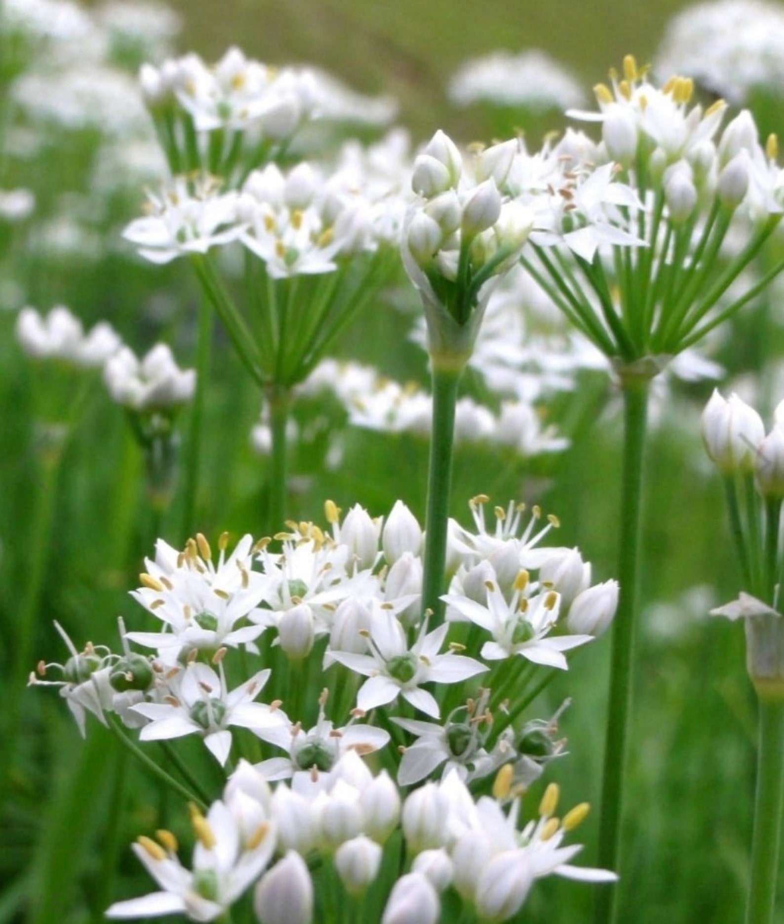 Garlic Chive Broad Leaved Nira Seed ,chinese Leek - Etsy