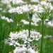 Garlic Chive Broad Leaved Nira Seed ,chinese Leek - Etsy