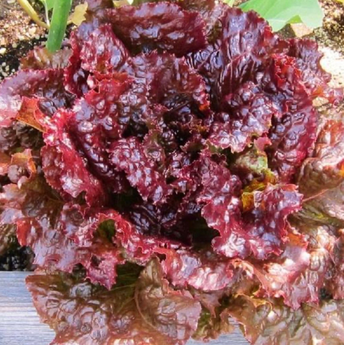 Ruby Red Leaf Lettuce Seed - Etsy
