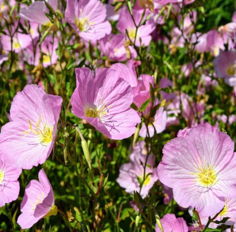 Showy Pink Evening Primrose Seed - Etsy