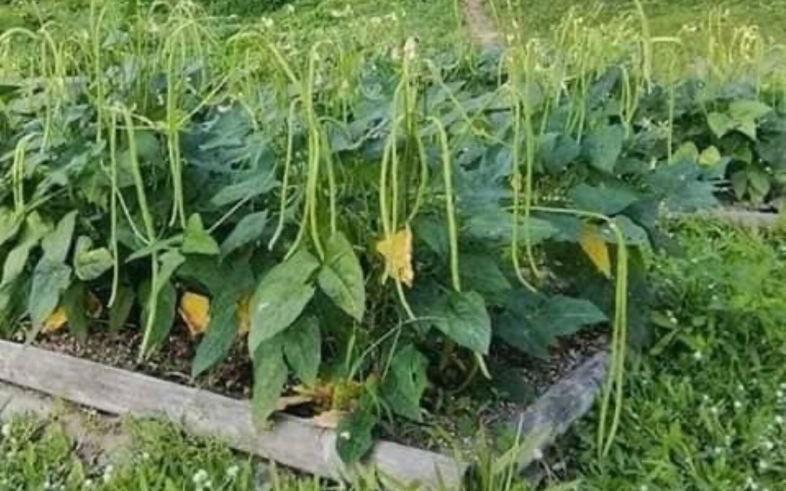 Thai Cowpea Light-green Seeds Yard Long Bean (10+ Seeds) - Etsy