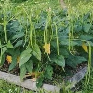 Thai Cowpea Light-green Seeds Yard Long Bean (10+ Seeds) - Etsy