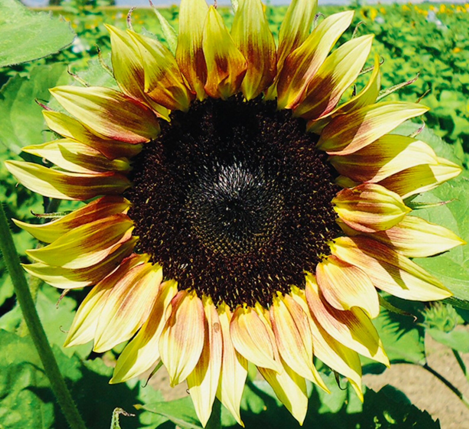 Procut® Red Lemon Bicolor Sunflower Seeds (15 Seeds) - Etsy