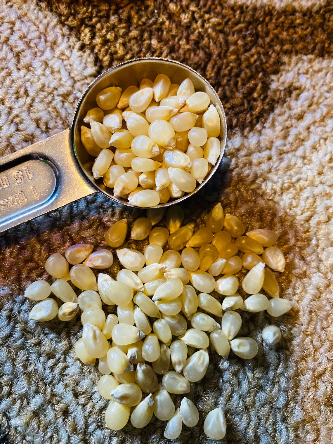 Japanese Hulless Baby Corn Seedsmini Corn | Etsy