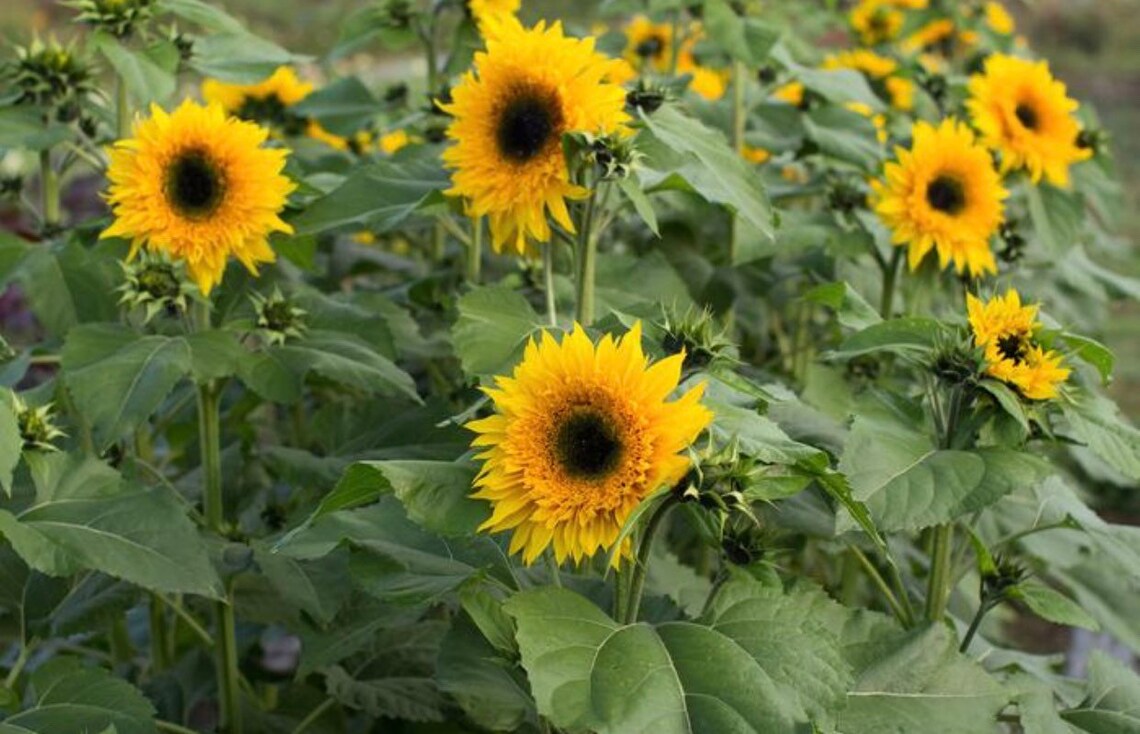Starburst™ Panache Sunflower Seeds (15 Seeds) - Etsy
