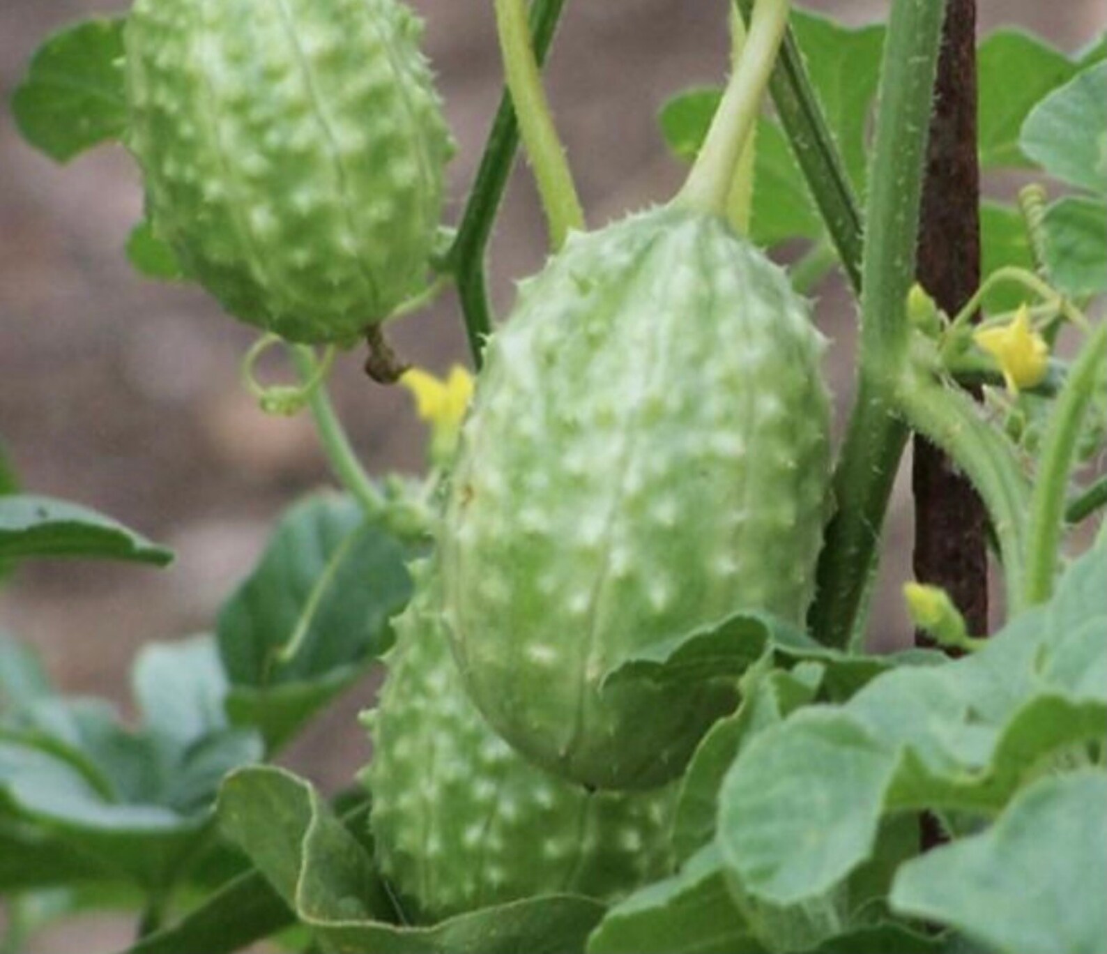 West Indian Gherkin Cucumber Seeds - Etsy