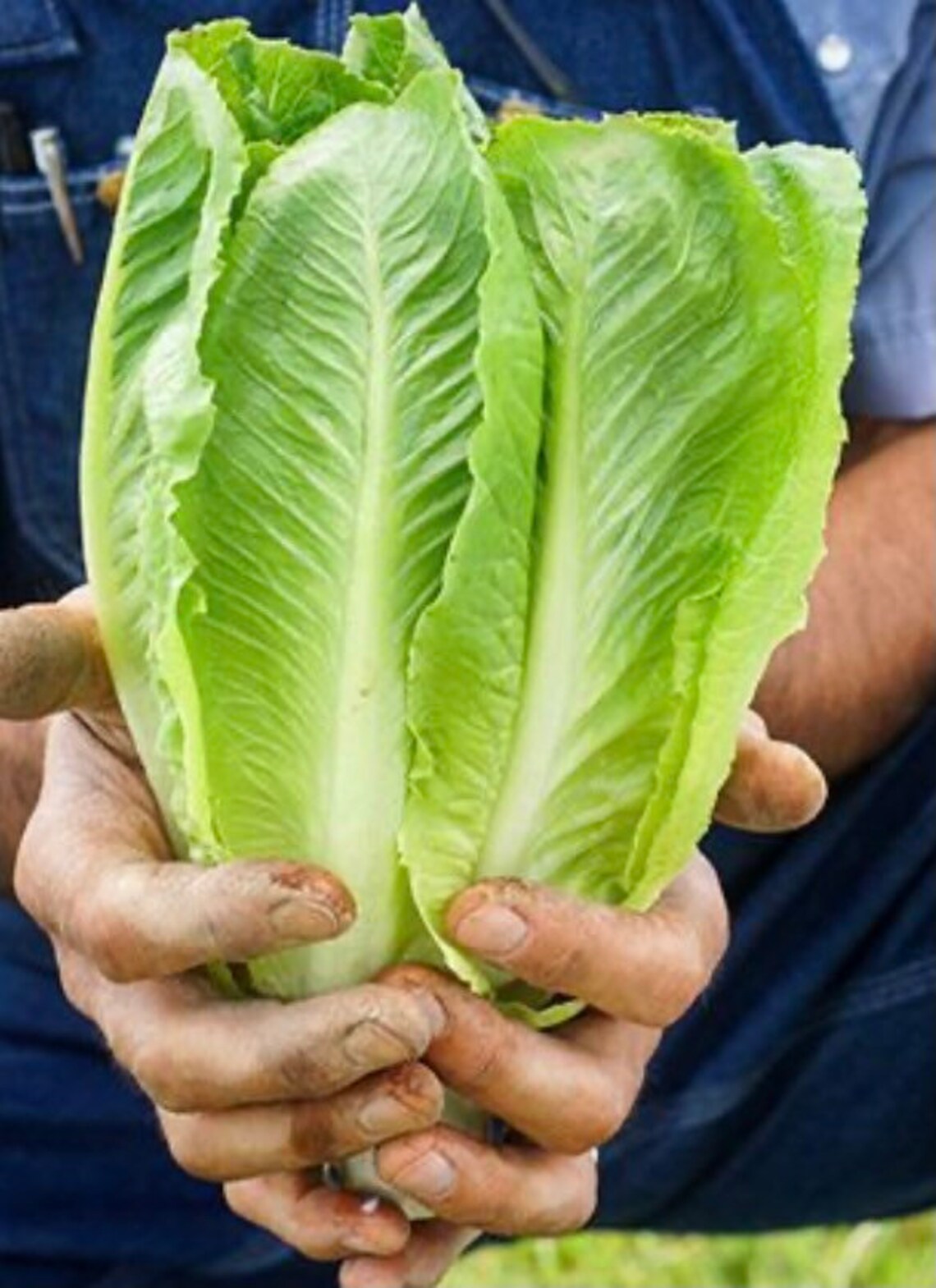 Parris Island Cos Romaine Lettuce Seeds - Etsy