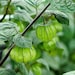 Ground Cherry Giant Poha Berry Seeds Physalis Peruviana - Etsy