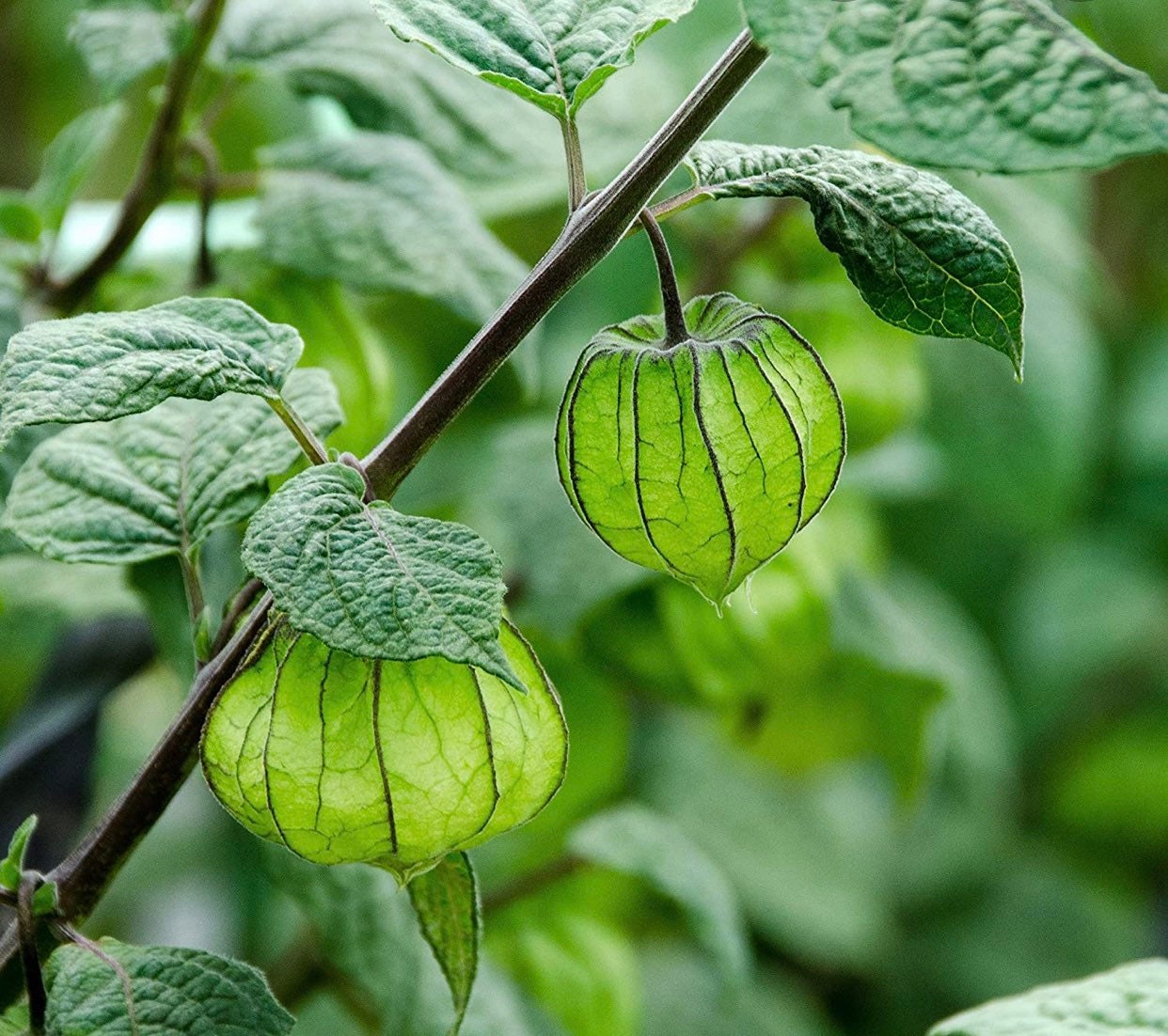 Ground Cherry Giant Poha Berry Seeds Physalis Peruviana | Etsy