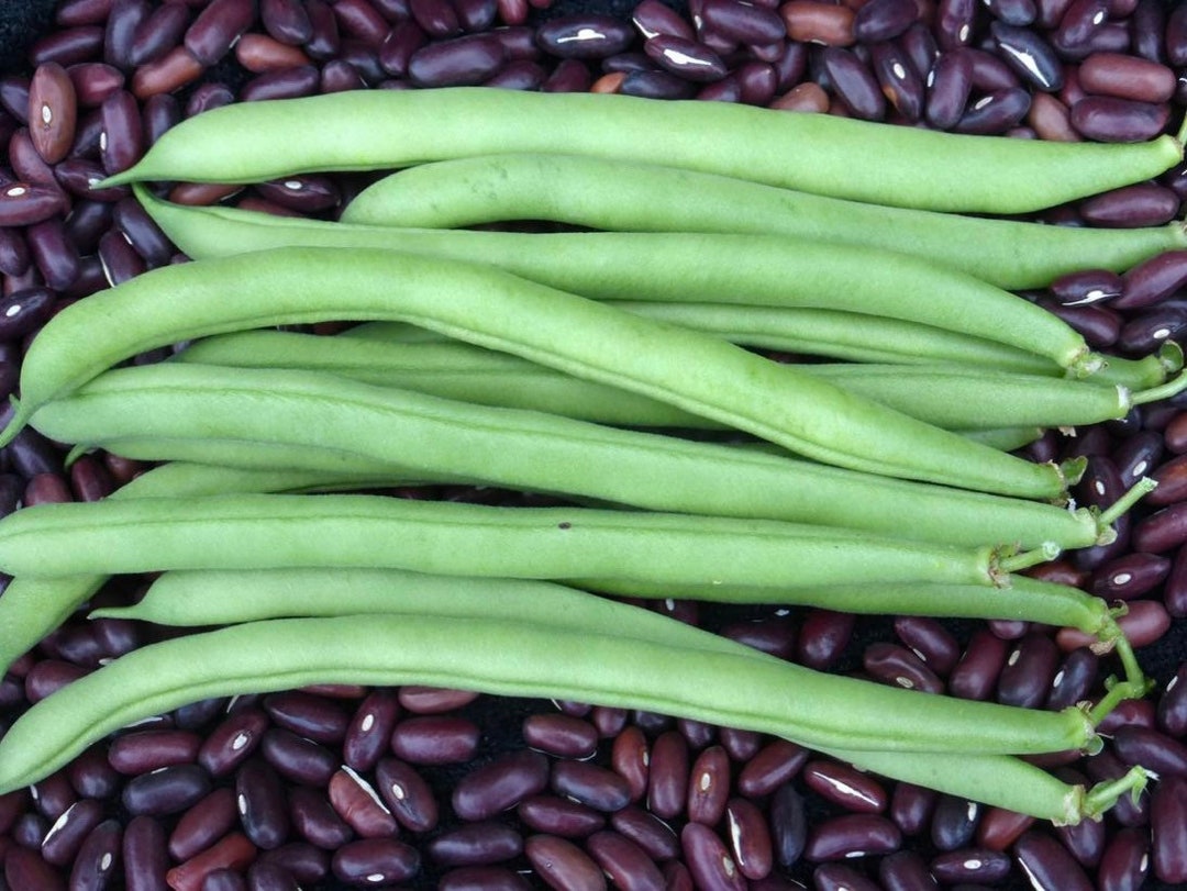 Provider Green Bush Bean Seeds - Etsy