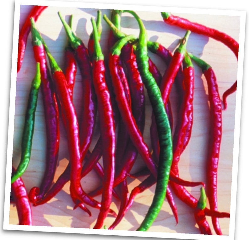 Long Red Thin Cayenne Hot Pepper Seeds - Etsy